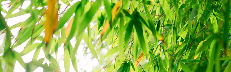 Bienestar - Masaje Tessa en Rocha